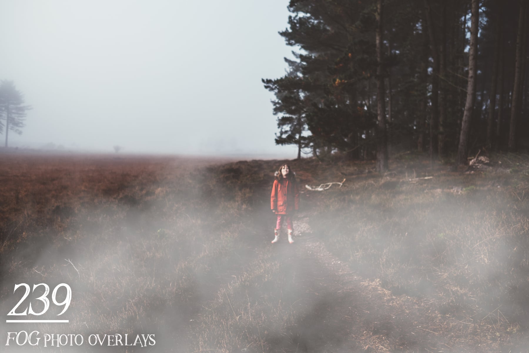 239 Fog Photo Overlays - just $15 – MasterBundles