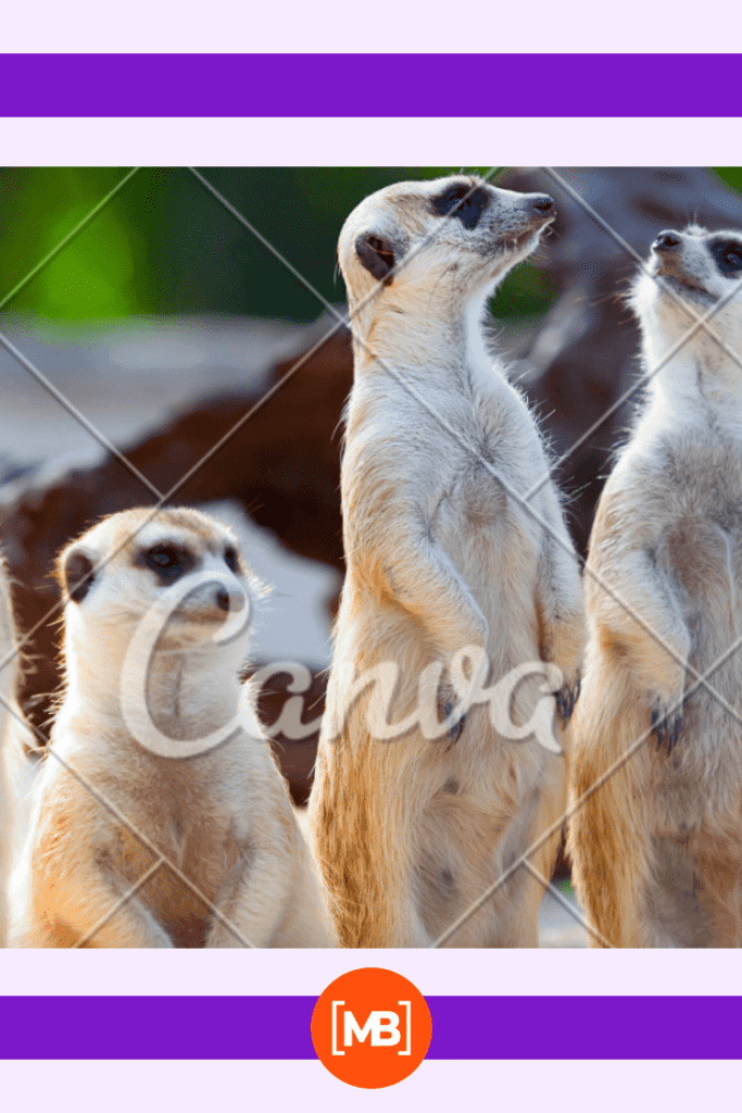 🏞 45+ Best Zoom Virtual Background In 2021: Images And Video. Make Your ...