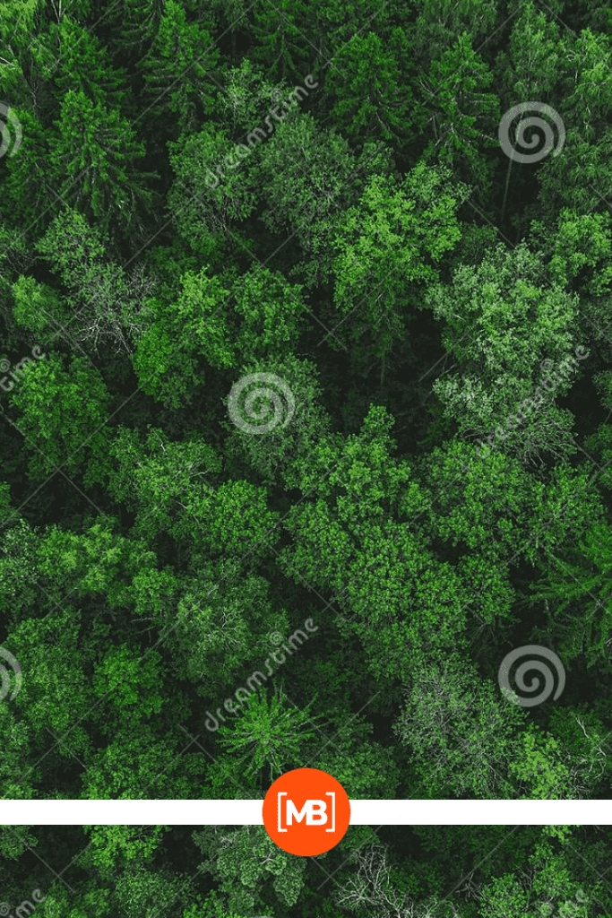 10+ Best Forest Texture Images: Free and Premium - Master Bundles