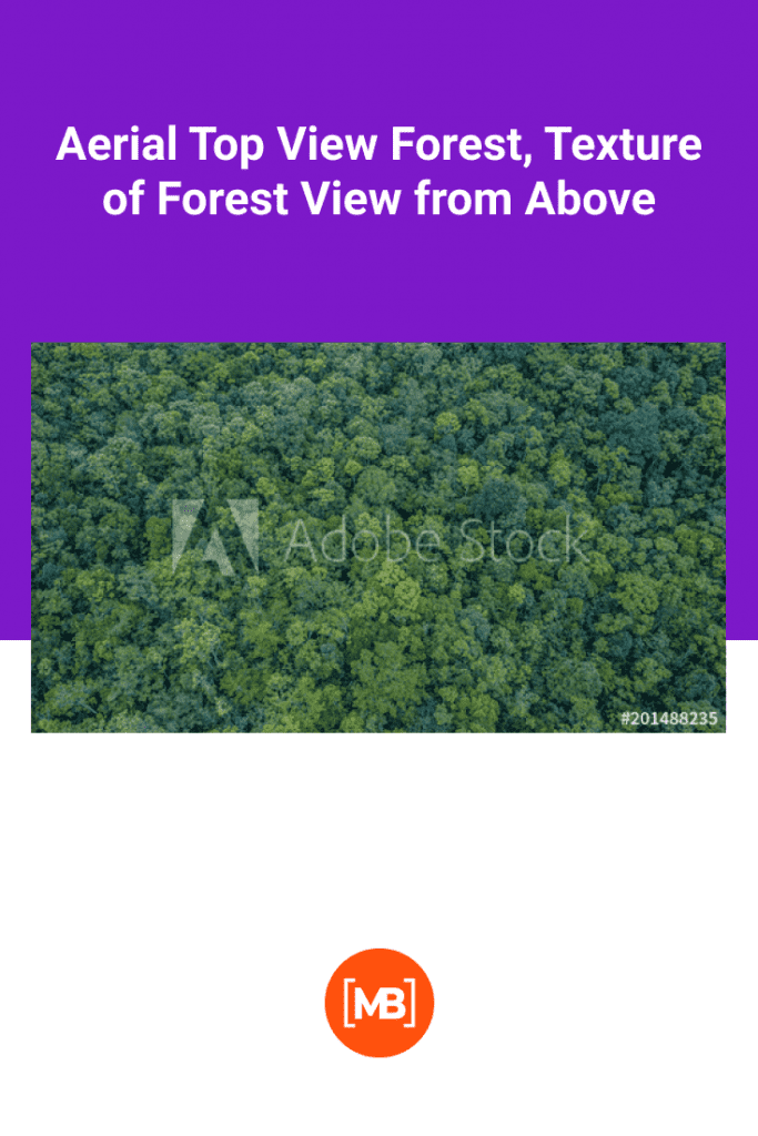 10+ Best Forest Texture Images: Free and Premium - Master Bundles