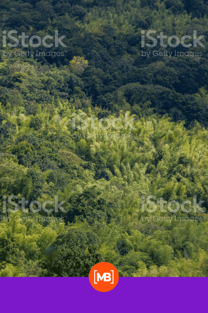 10+ Best Forest Texture Images: Free and Premium - Master Bundles