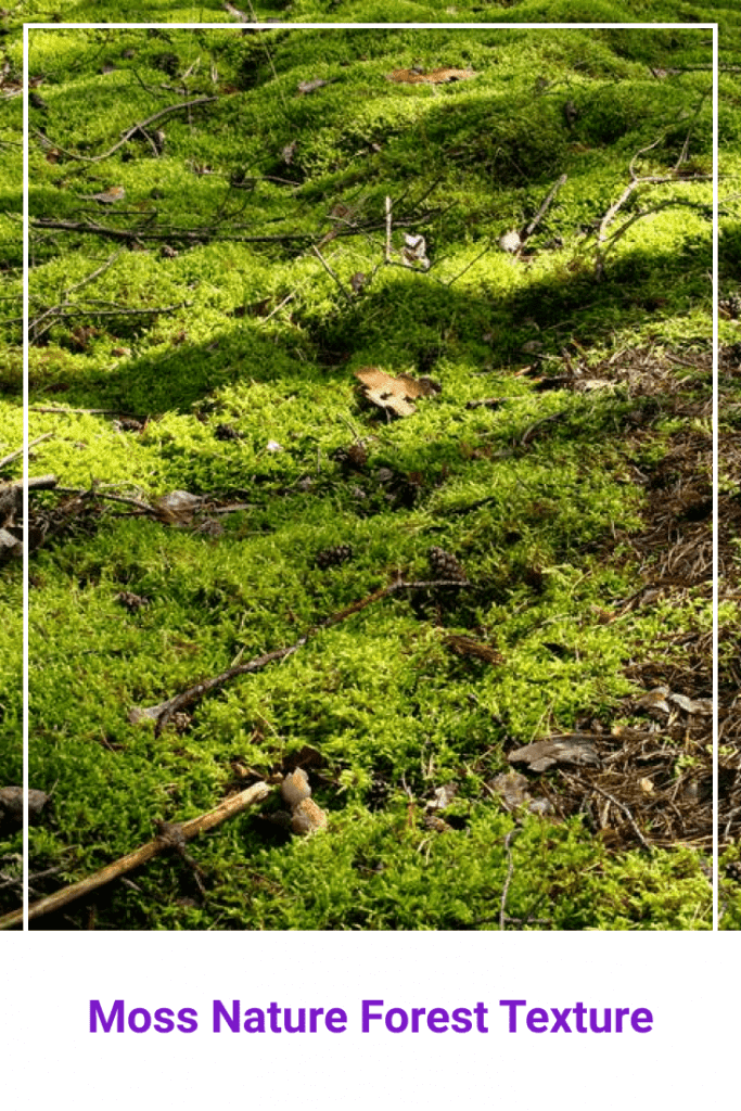 10+ Best Forest Texture Images: Free and Premium - Master Bundles