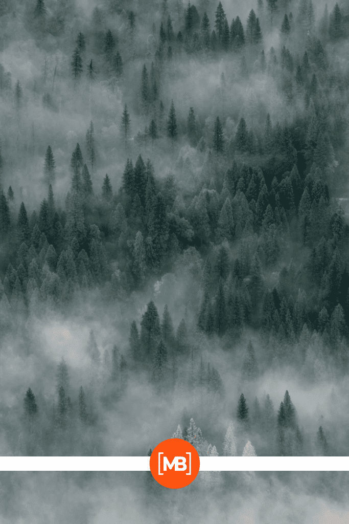 10+ Best Forest Texture Images: Free and Premium - Master Bundles