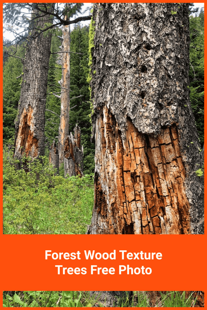 10+ Best Forest Texture Images: Free and Premium - Master Bundles