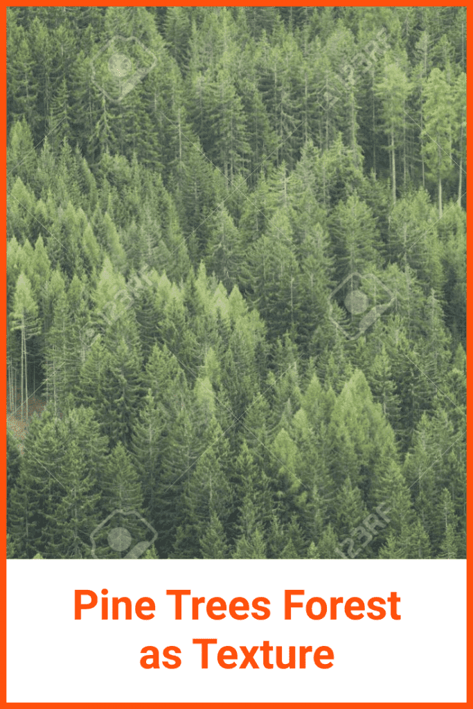 10+ Best Forest Texture Images: Free and Premium - Master Bundles