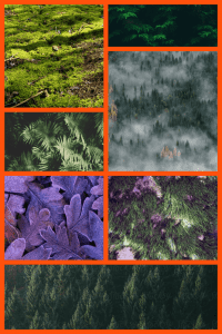 10+ Best Forest Texture Images: Free and Premium | MasterBundles