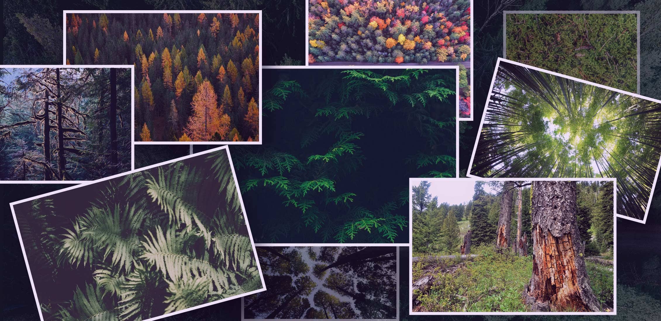 10+ Best Forest Texture Images: Free and Premium - Master Bundles
