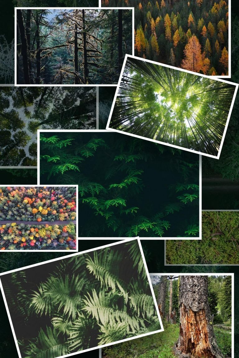 10+ Best Forest Texture Images: Free and Premium - Master Bundles