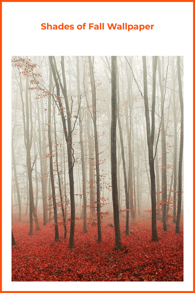 10+ Best Fall Wallpapers for 2021: Free and Premium | MasterBundles
