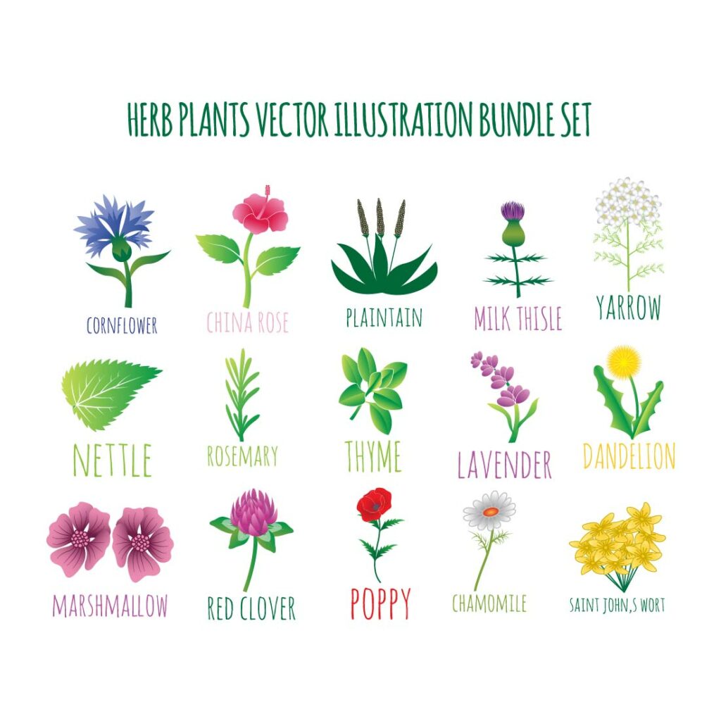 Herb Plant Vector Illustration Bundle Set - Only $12 - MasterBundles