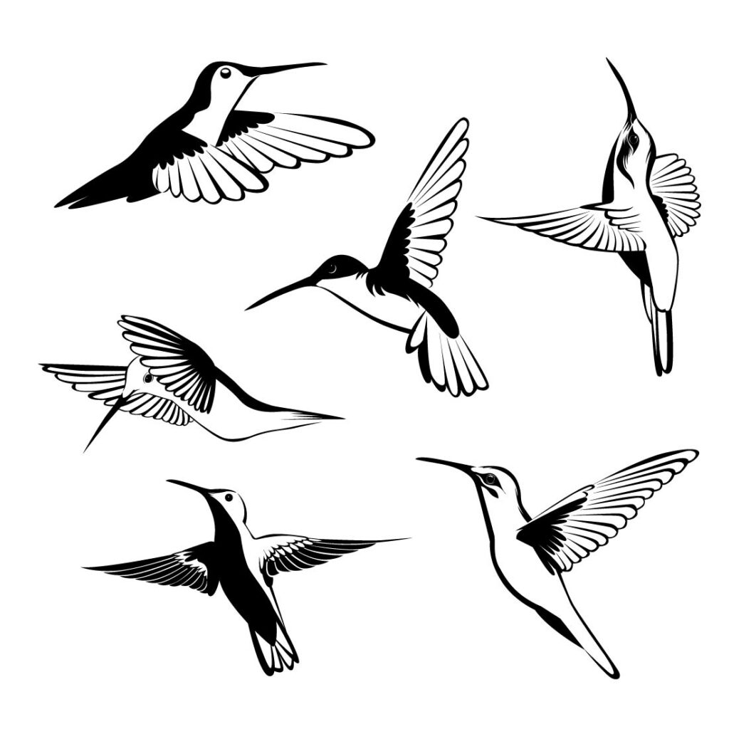 Beautiful hummingbird vector bundle - only $9 - MasterBundles