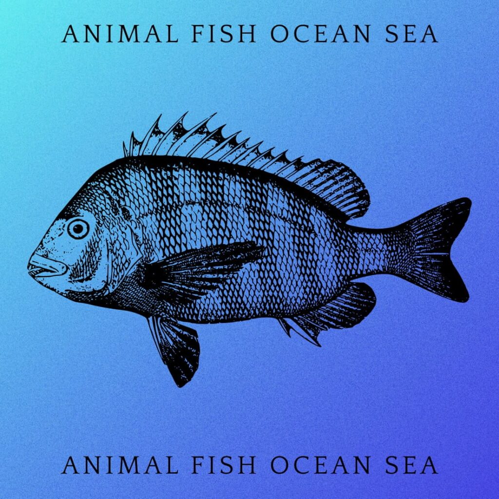 Free Animal Fish Ocean Sea SVG – MasterBundles
