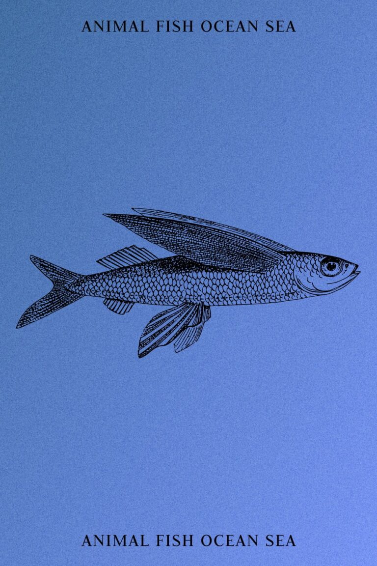 Free Animal Fish Ocean Sea SVG – MasterBundles