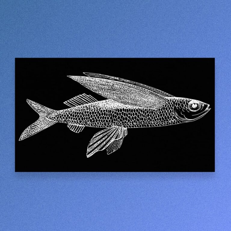 Free Animal Fish Ocean Sea SVG – MasterBundles