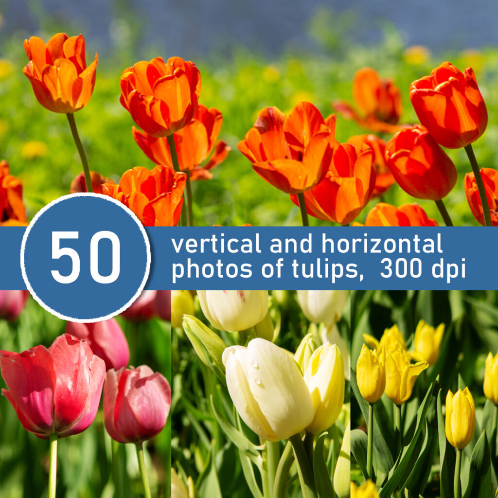 50 vertical and horizontal photos of tulips, 300 dpi - MasterBundles