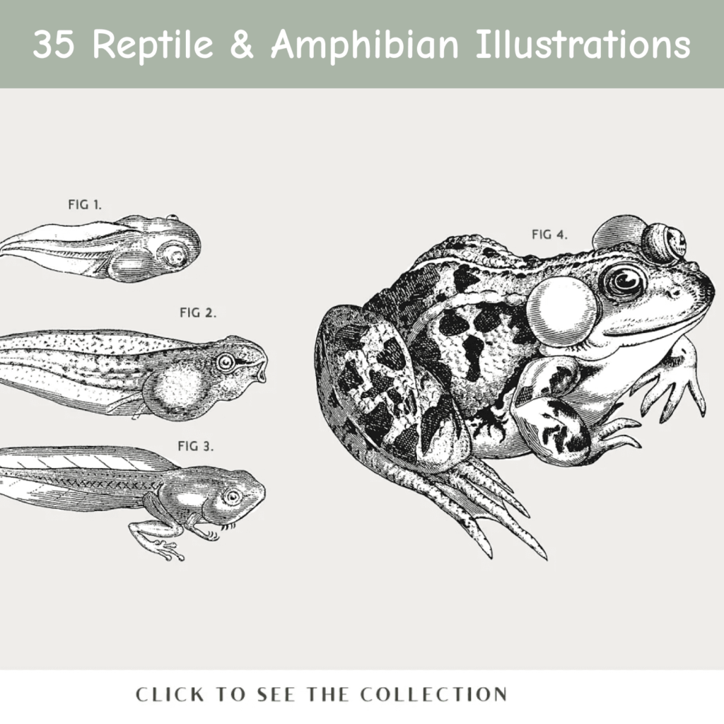 35 Reptile & Amphibian Illustrations – MasterBundles
