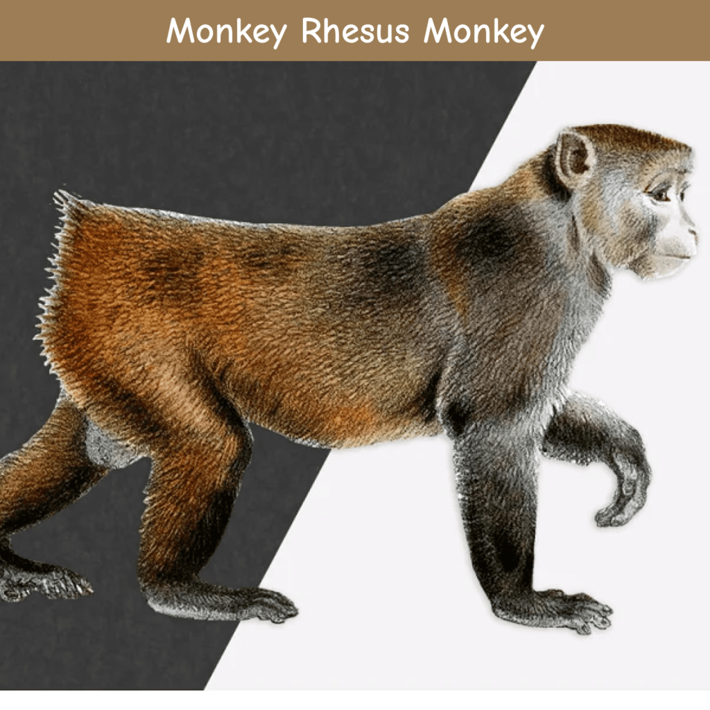 Tropical Party II. Monkey Collection – MasterBundles