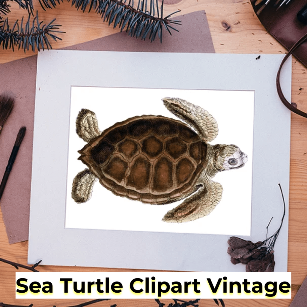 Sea Turtle Clipart Vintage – MasterBundles