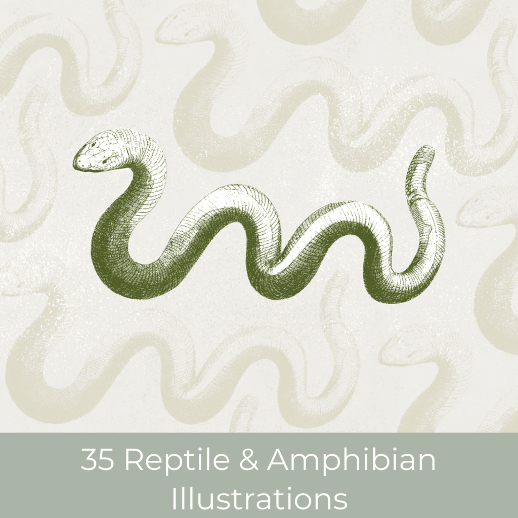35 Reptile & Amphibian Illustrations – MasterBundles