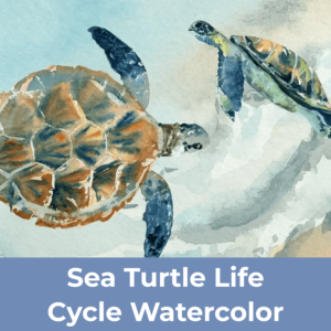 Sea Turtle Life Cycle Watercolor – MasterBundles