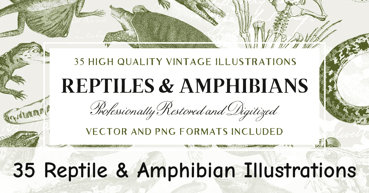 35 Reptile & Amphibian Illustrations – MasterBundles