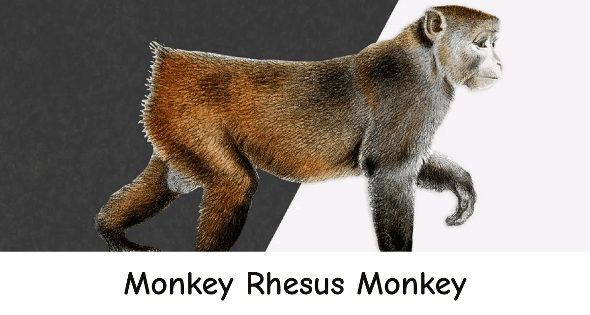 Monkey Rhesus Monkey – MasterBundles