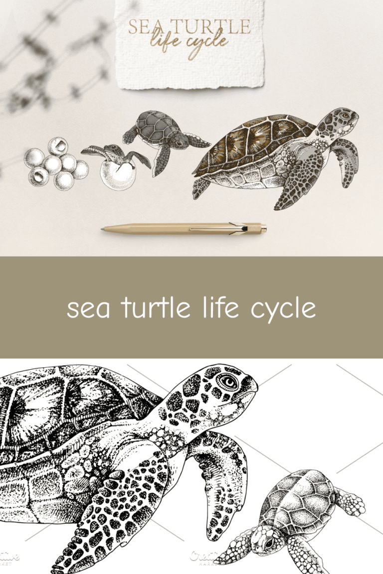 Sea Turtle Life Cycle – MasterBundles