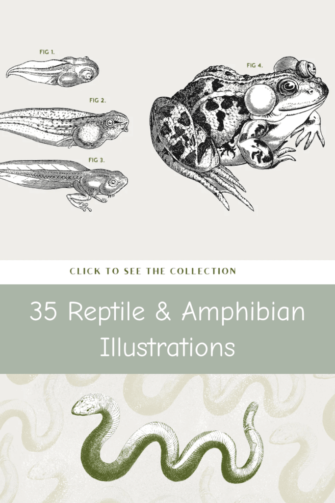 35 Reptile & Amphibian Illustrations – MasterBundles