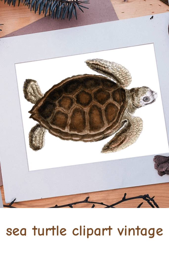 Sea Turtle Clipart Vintage – MasterBundles
