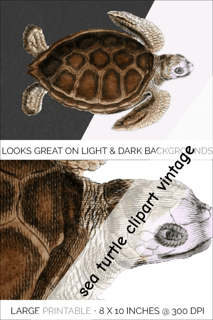 Sea Turtle Clipart Vintage – MasterBundles