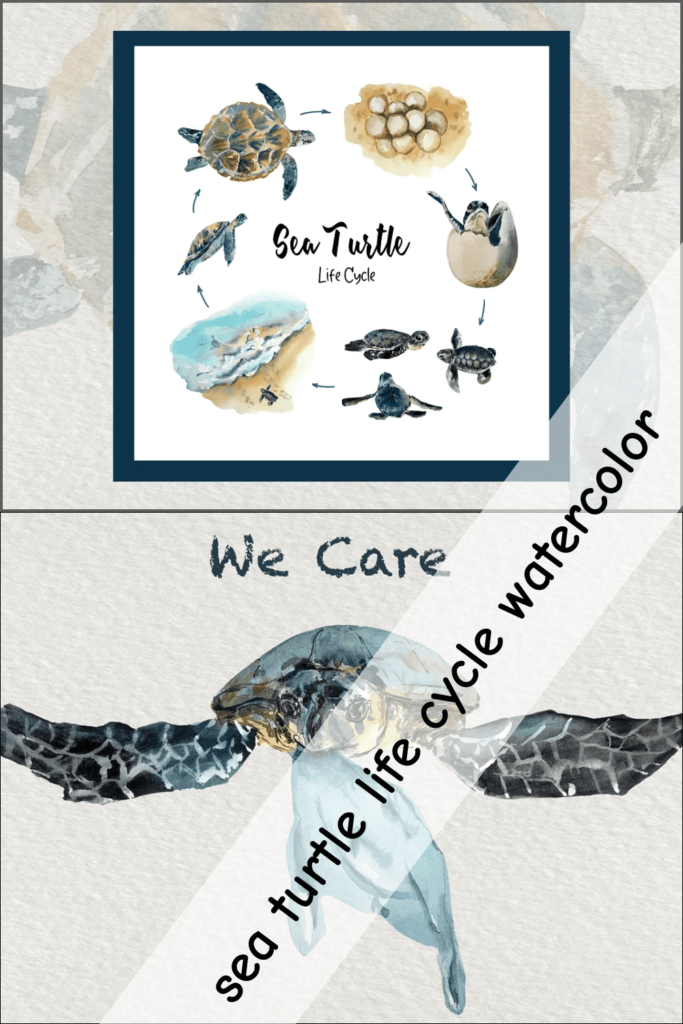 Sea Turtle Life Cycle Watercolor – MasterBundles
