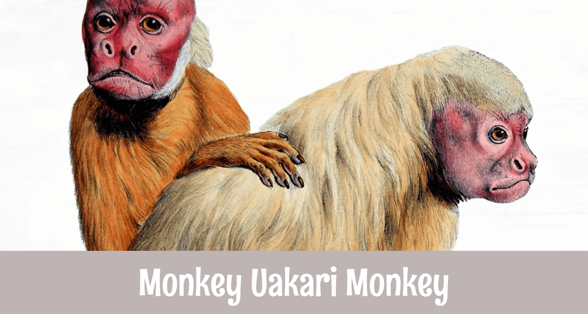 Monkey Uakari Monkey – MasterBundles