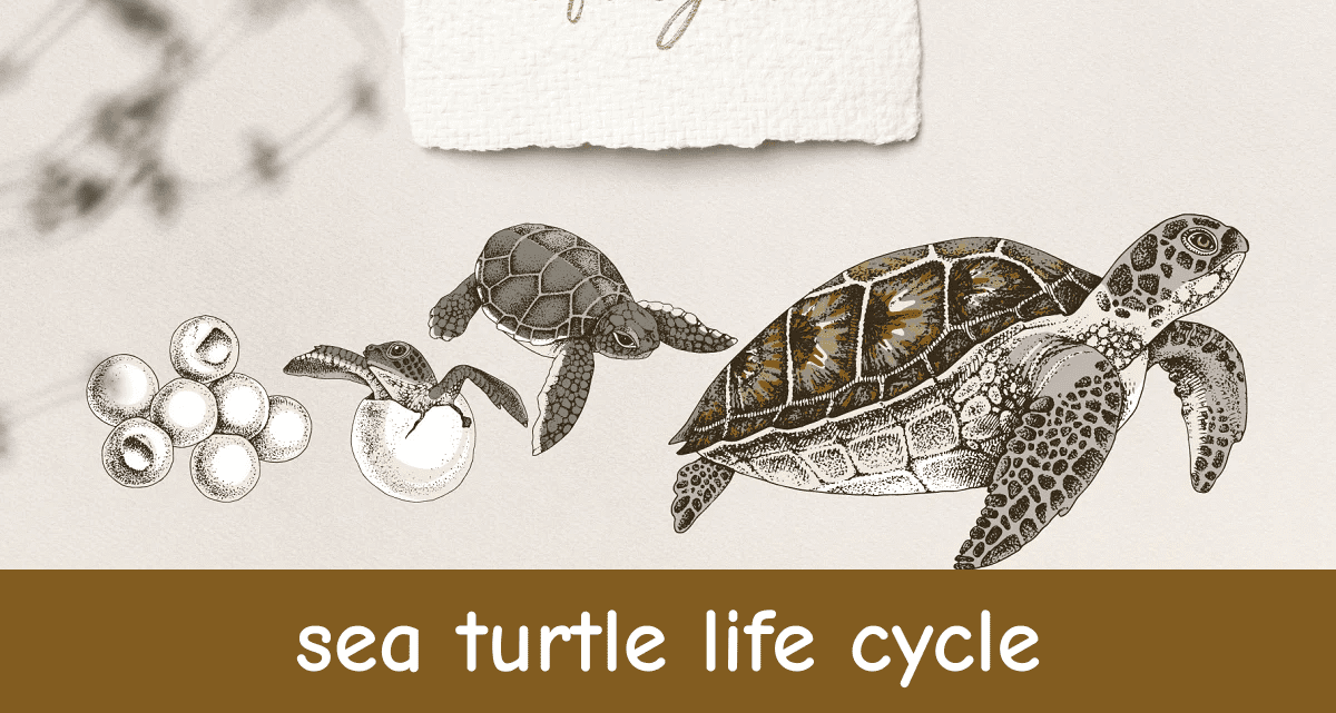 All About Sea Turtles Life Cycle Study Only Passionate