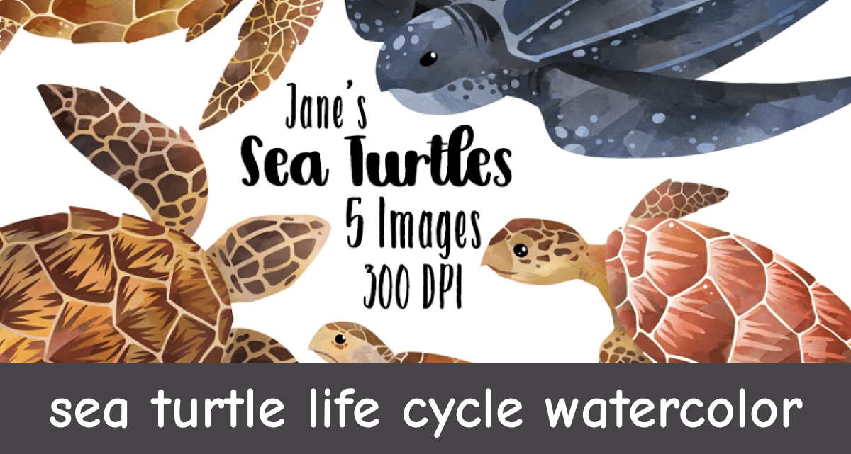 Sea Turtle Life Cycle Watercolor – MasterBundles