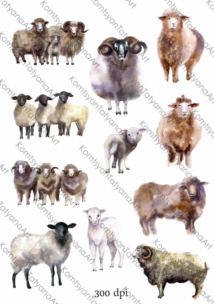 Watercolor Clipart. Sheep Clipart – MasterBundles