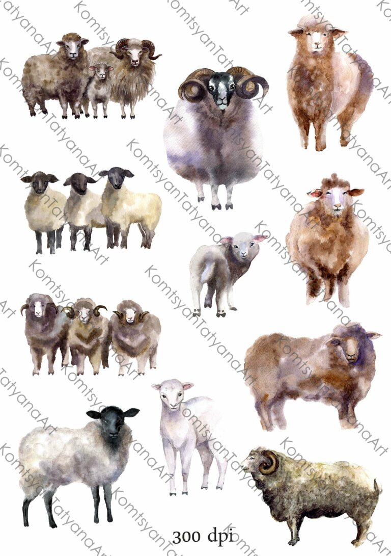Watercolor Clipart. Sheep Clipart – MasterBundles