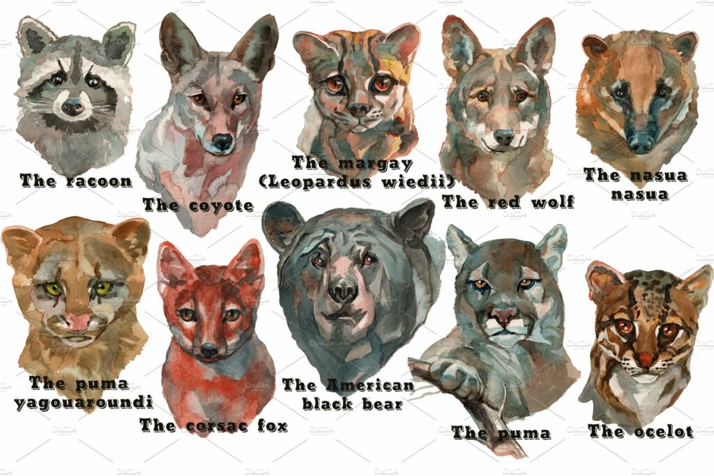 Texas Wild Animals Watercolor Set – MasterBundles