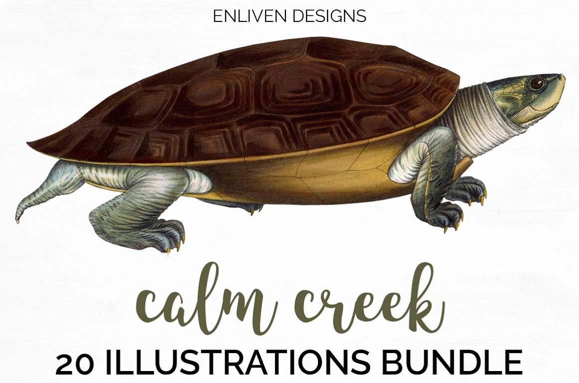 Turtle Bundle (20 Turtles) – MasterBundles