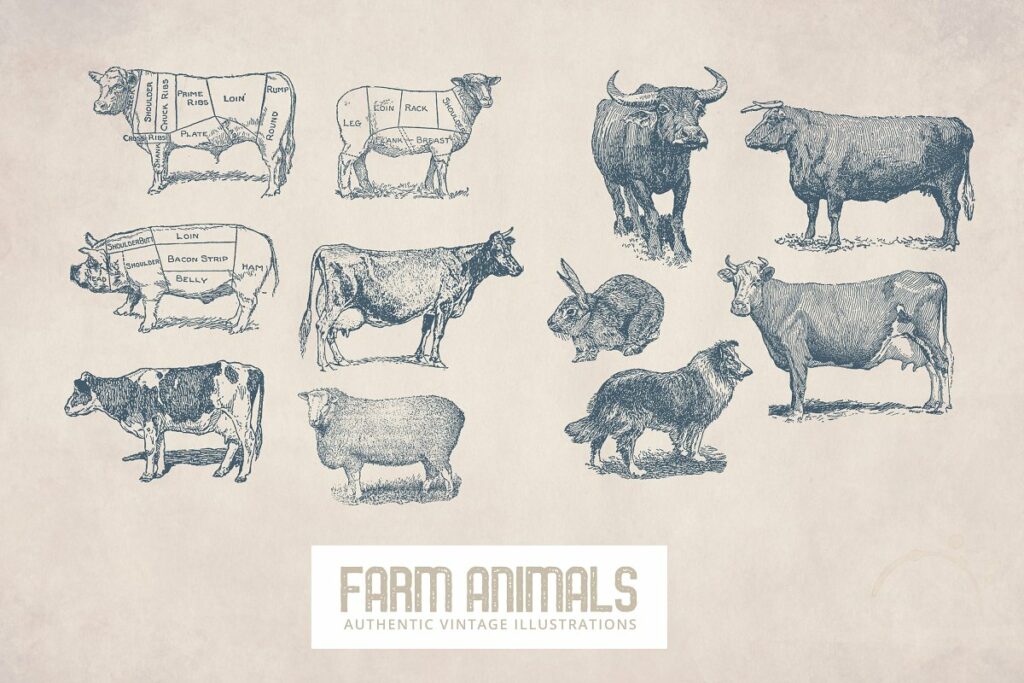 55 Vintage Farm Animals – MasterBundles