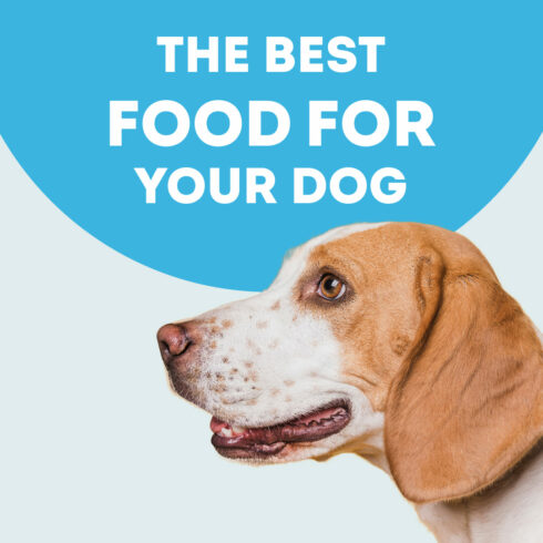 5 Cute Dog Instagram Post Templates – MasterBundles