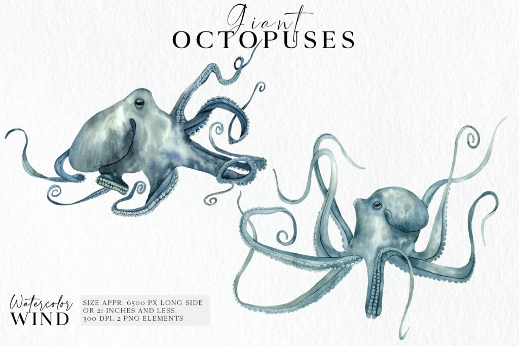 Watercolor PNG Octopus Clip Art – MasterBundles