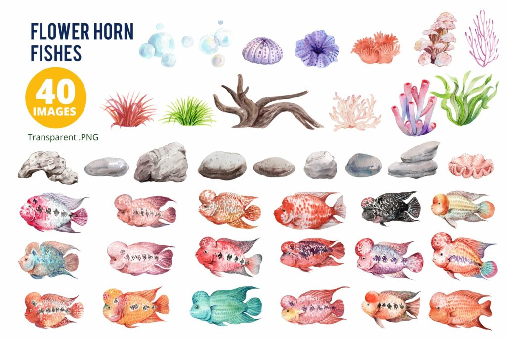 Flower Horn Fishes Watercolor – MasterBundles