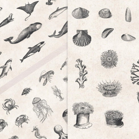 Fishes & Sea Life Engravings Set – MasterBundles