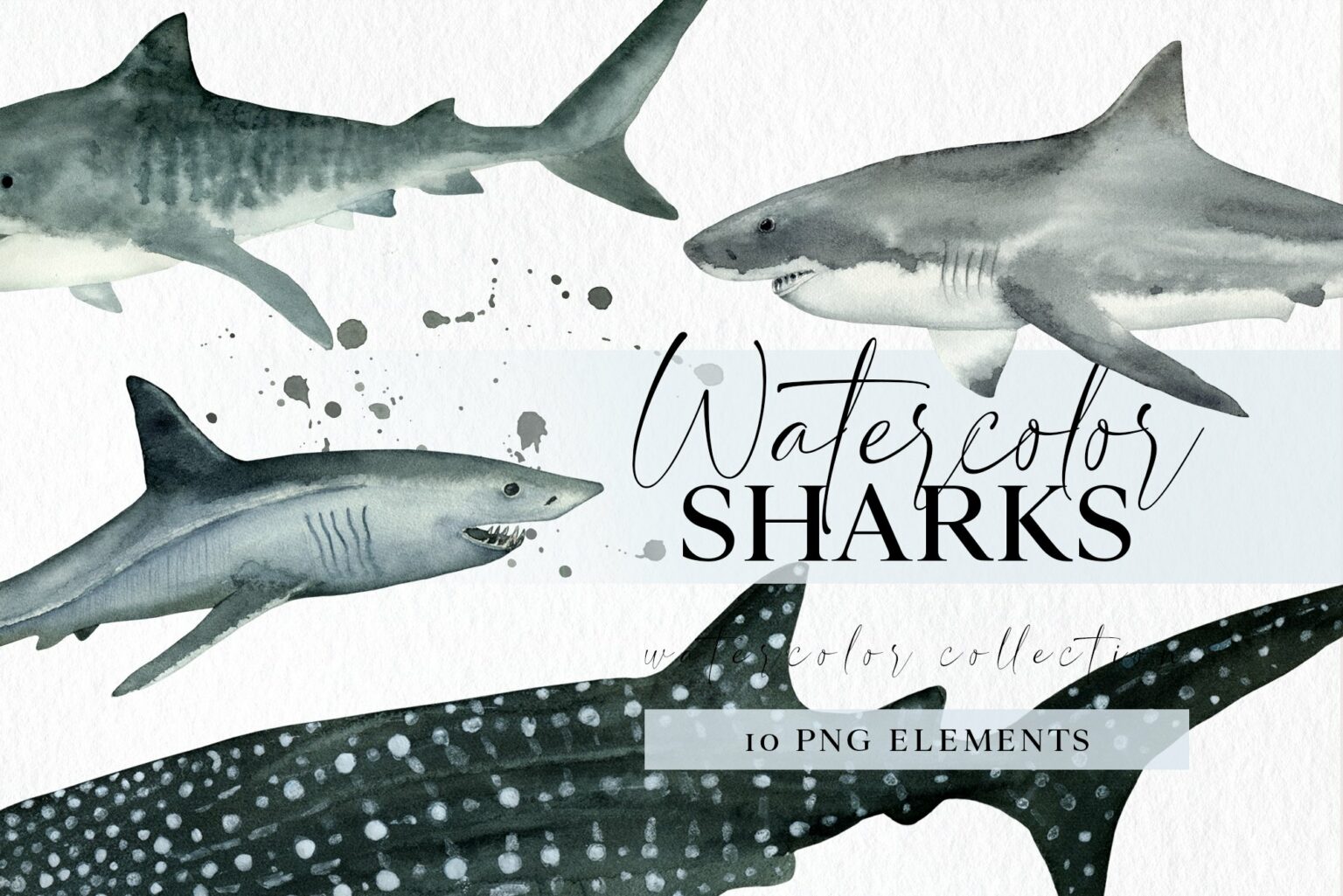 Watercolor Shark PNG Clipart – MasterBundles