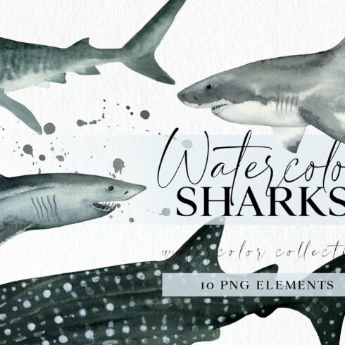 Watercolor Shark PNG Clipart | Master Bundles