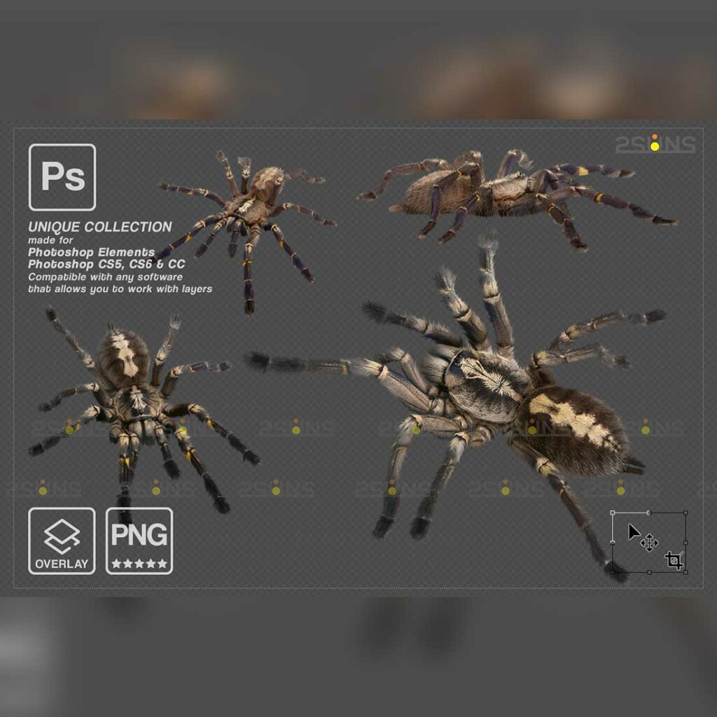 Photoshop overlay, spider overlay, spider clipart - MasterBundles