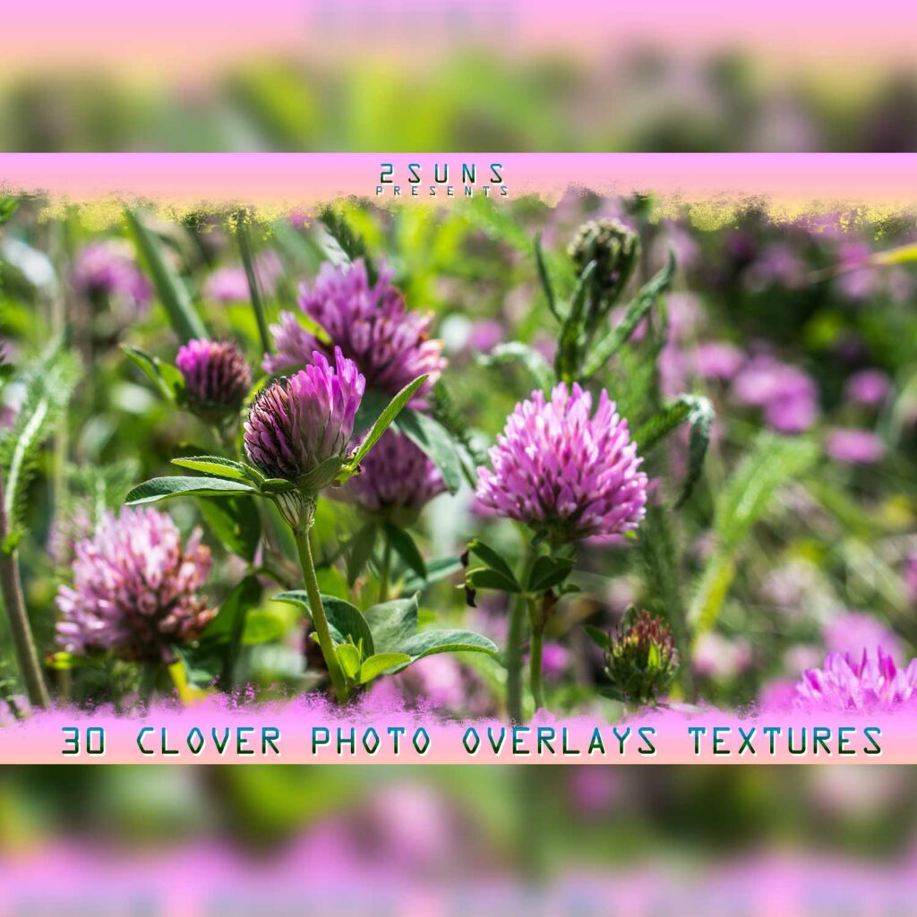 Digital flower backdrop, Flower overlay, Photoshop overlay, Field ...