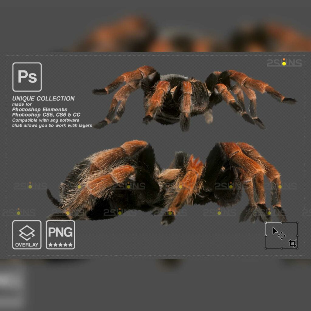 Photoshop overlay, spider overlay, spider clipart - MasterBundles