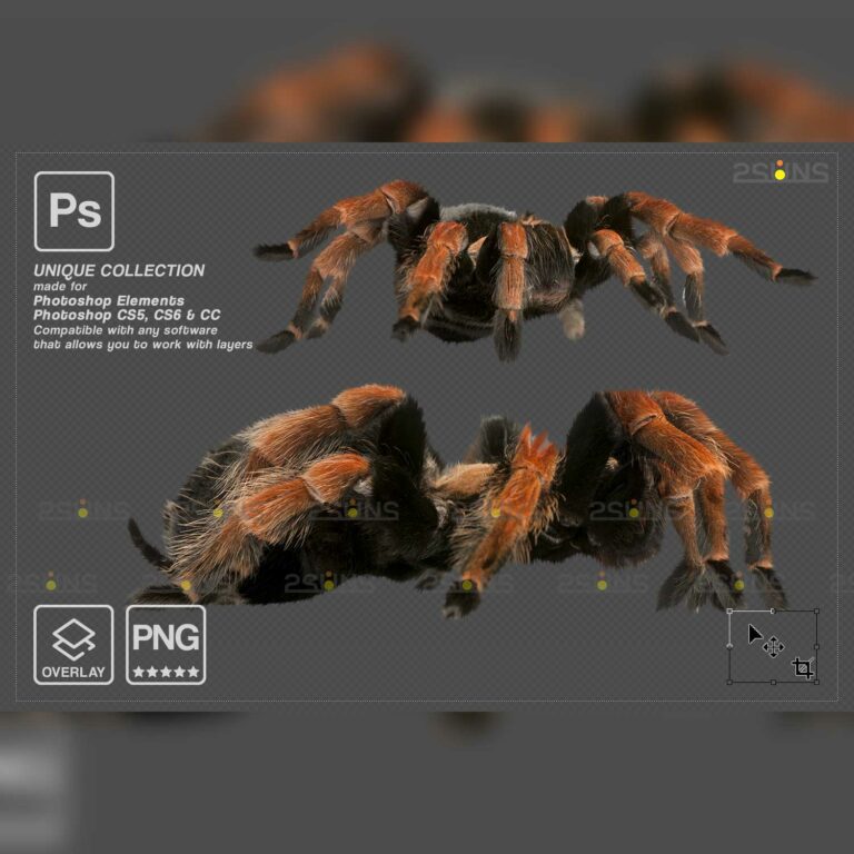 Photoshop overlay, spider overlay, spider clipart - MasterBundles