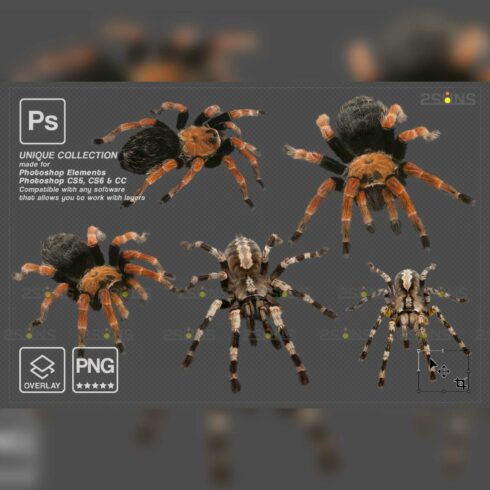 Photoshop overlay, spider overlay, spider clipart - MasterBundles